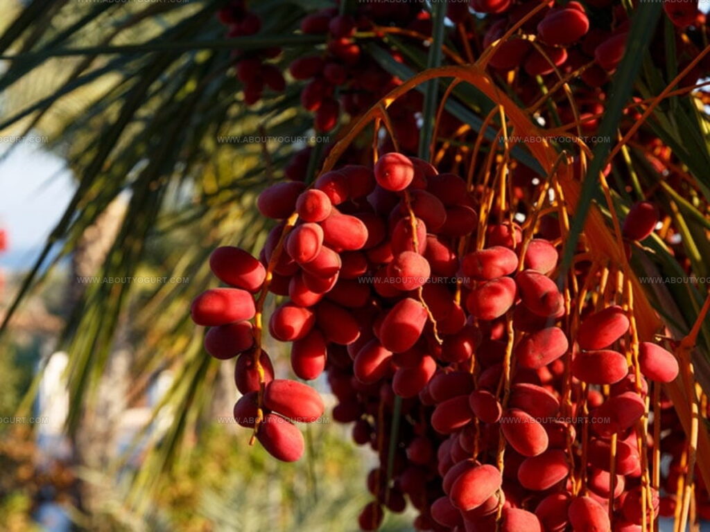 What Does Dates Taste Like? Sweet Candy of Nature Unwrapped - About Yogurt