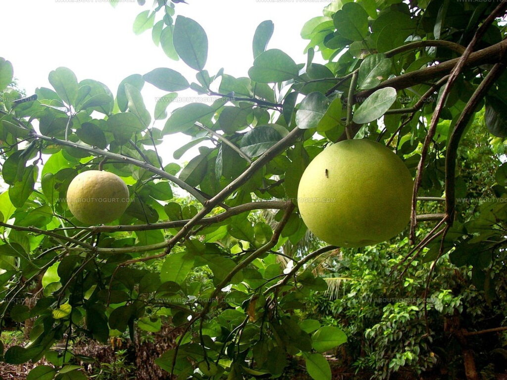 What Does Pomelo Taste Like? Sunshine in a Citrus Bite! - About Yogurt